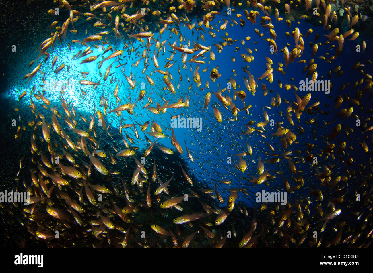 A school of Golden sweepers, Parapriacanthus ransonneti, in a small ...