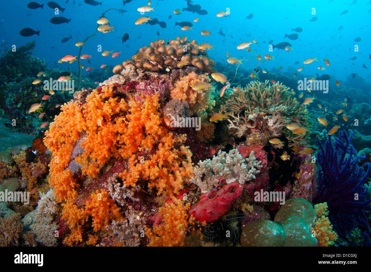 Ambon maluku hi-res stock photography and images - Alamy