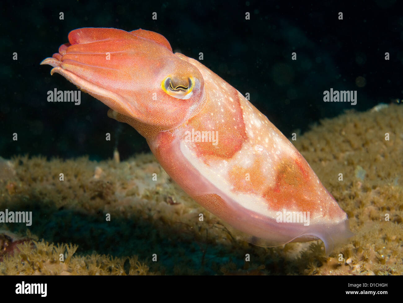 Reaper Cuttlefish (Sepia mestus) at the entrance to Sydney Harbour ...