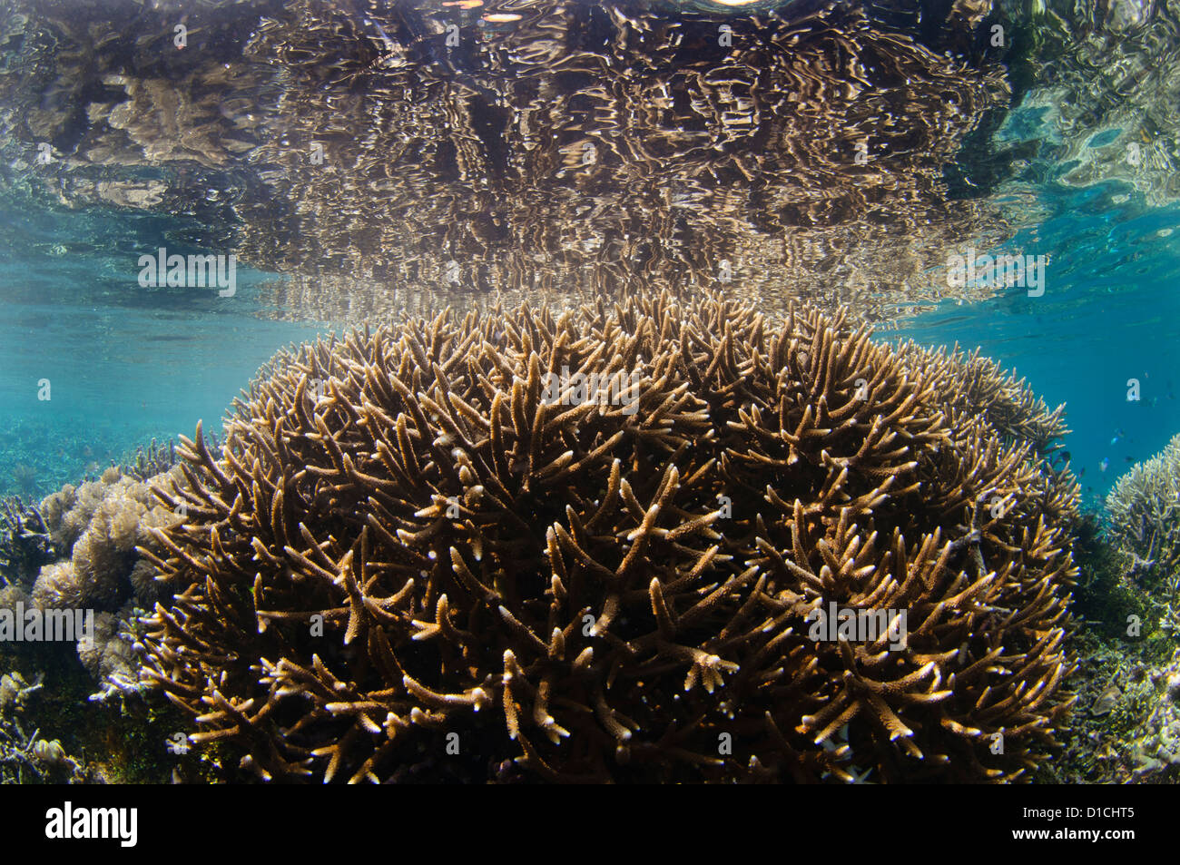Reflection of a hard coral garden with a variety of different hard ...