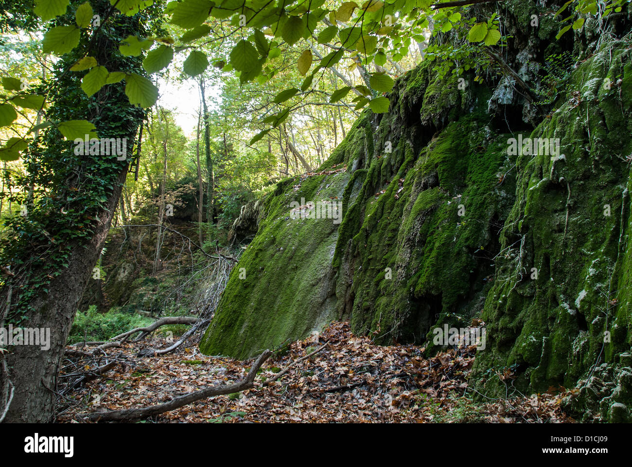 Greece forest hi-res stock photography and images - Alamy