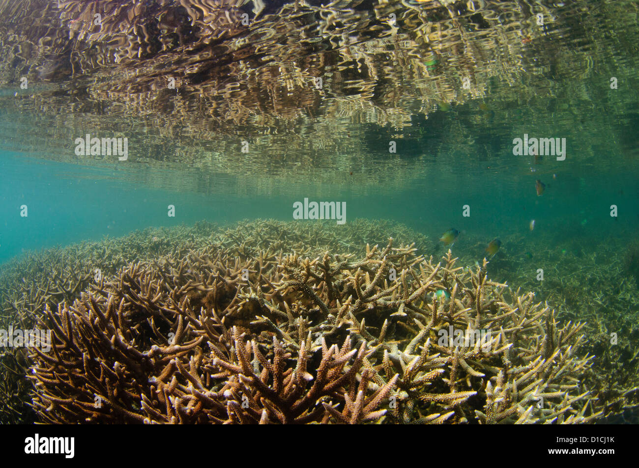 Reflection of a hard coral garden with a variety of different hard ...