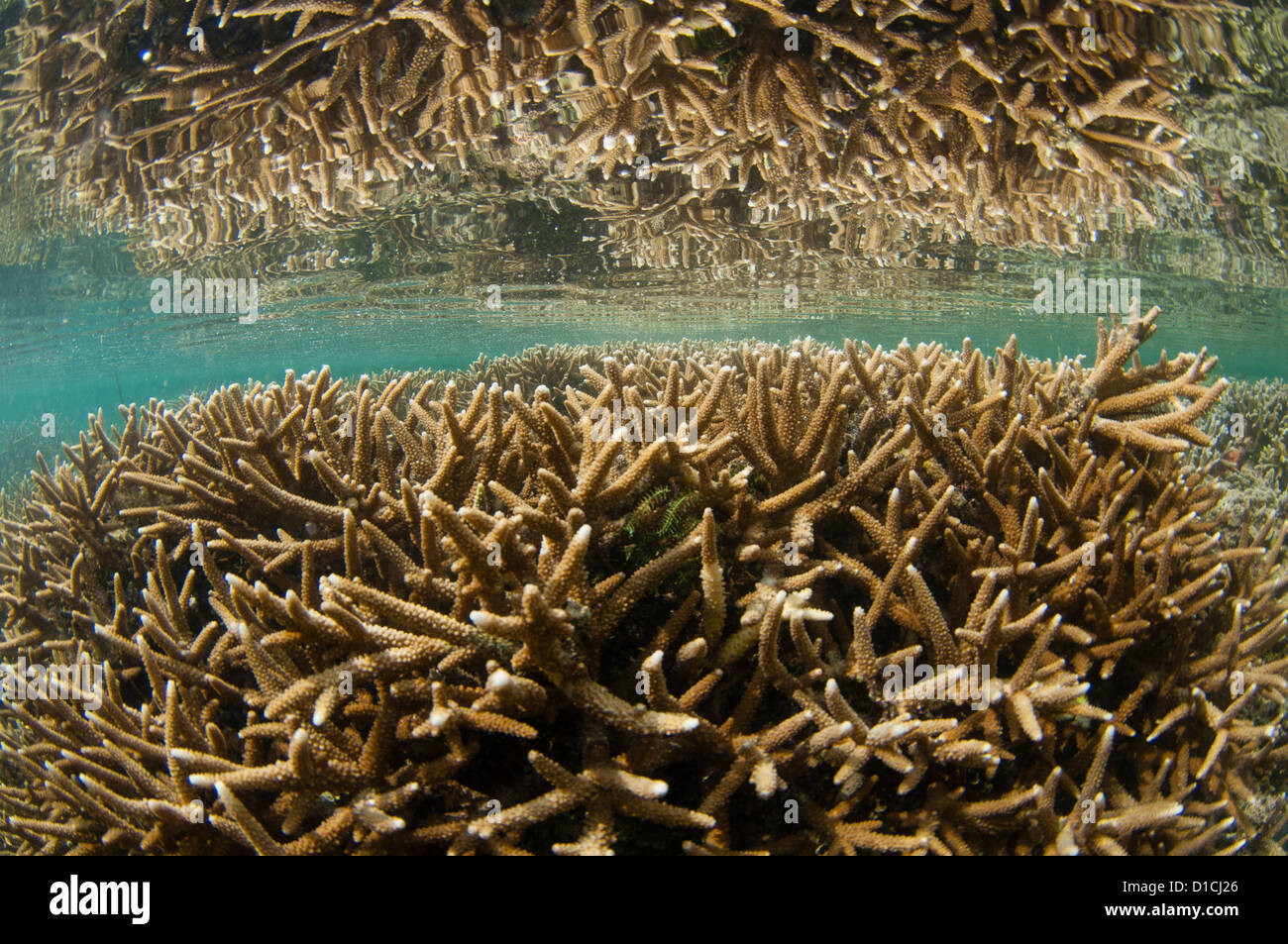 Reflection of a hard coral garden with a variety of different hard ...