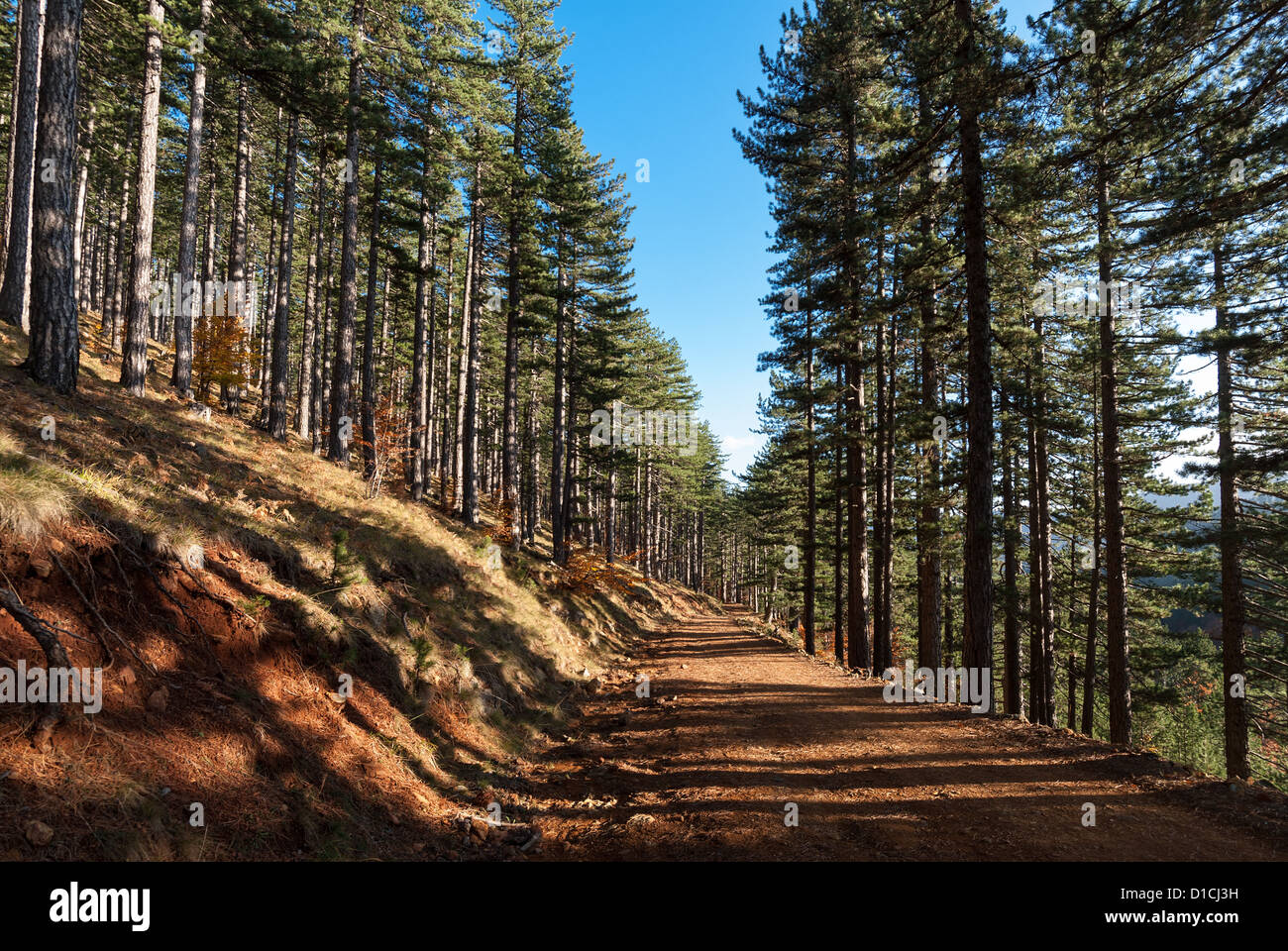Greece forest hi-res stock photography and images - Alamy