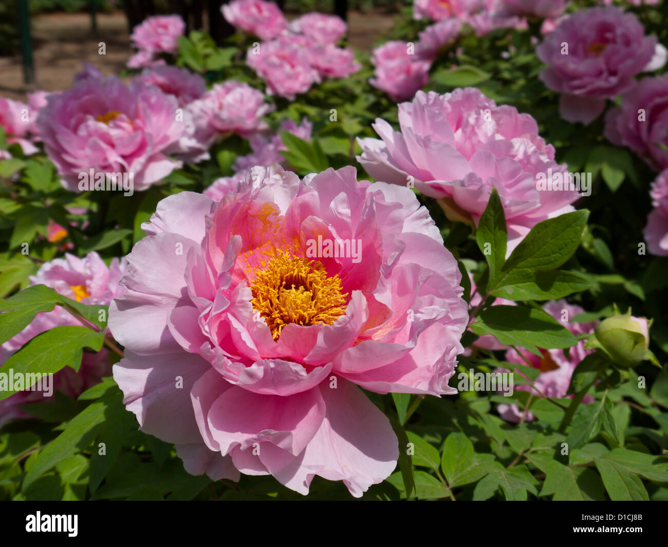Luoyang peony hi-res stock photography and images - Alamy