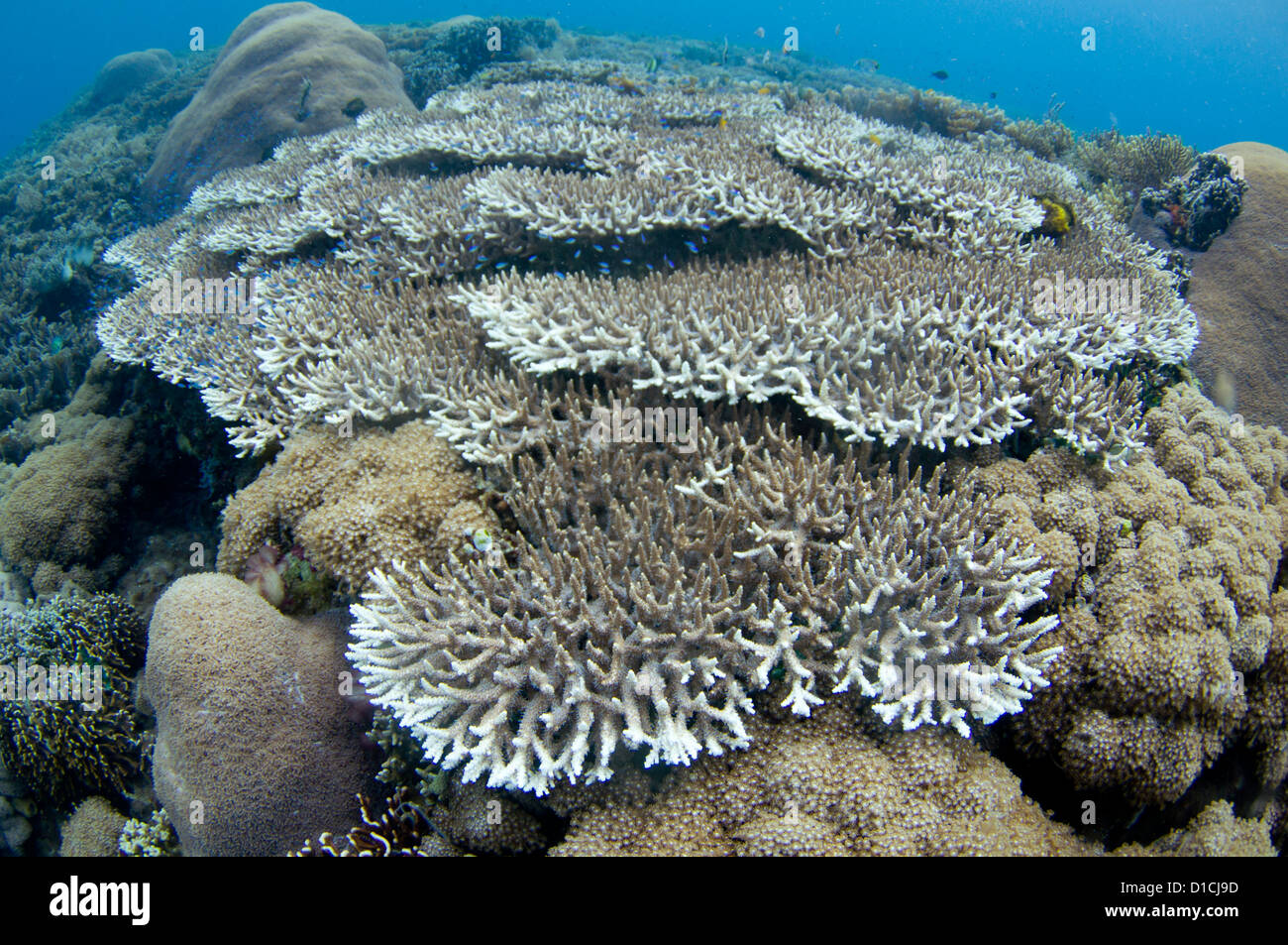 Coral garden with branching, table, and plate corals, Staghorn, Cabbage ...