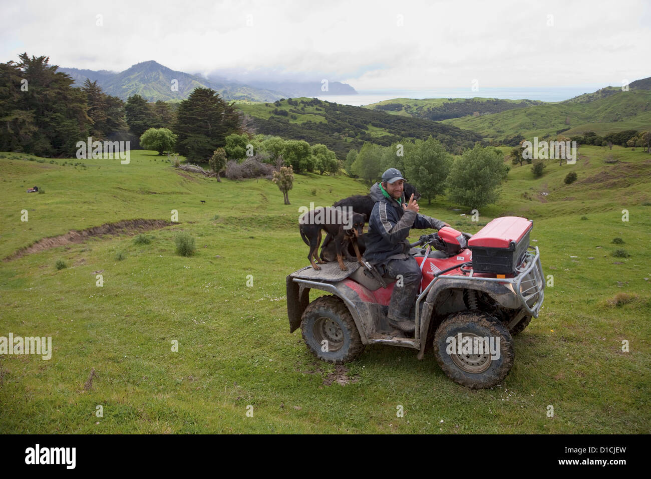 A Musterer (Shepherd) on his Quad-bike, Making the Rounds with his ...