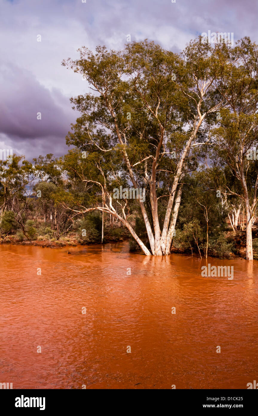 Red river gum hi-res stock photography and images - Alamy