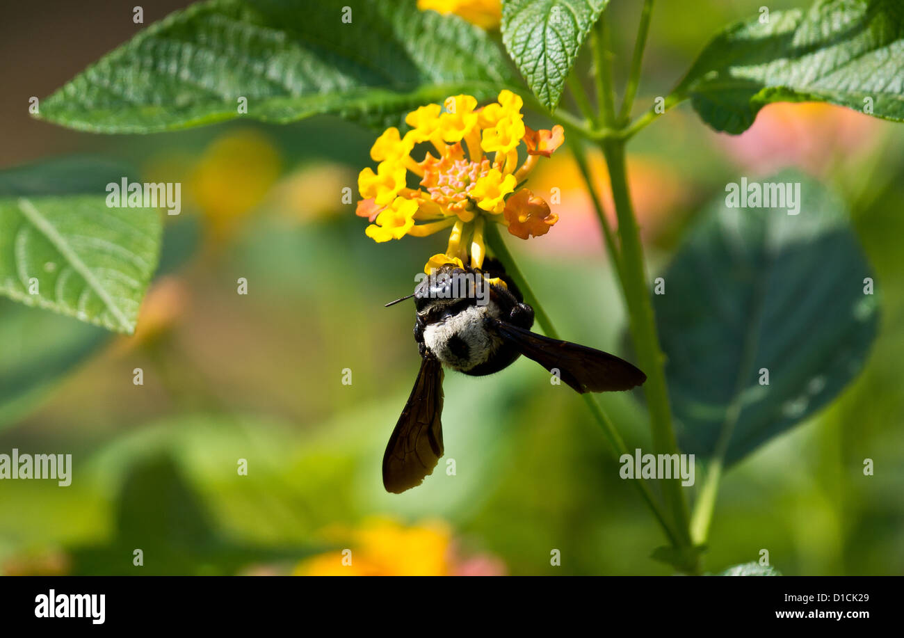 A carpenter bee collecting pollen (Xylocopinae Stock Photo - Alamy