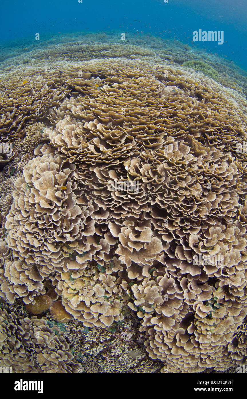 Coral garden with branching, table, and plate corals, Staghorn, Cabbage ...