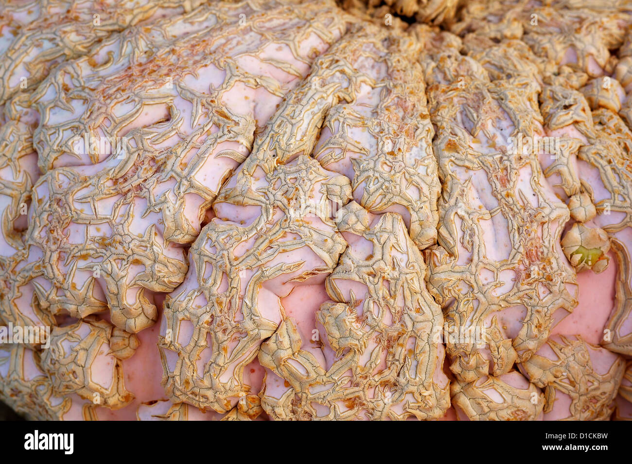 Warty skin hi-res stock photography and images - Alamy