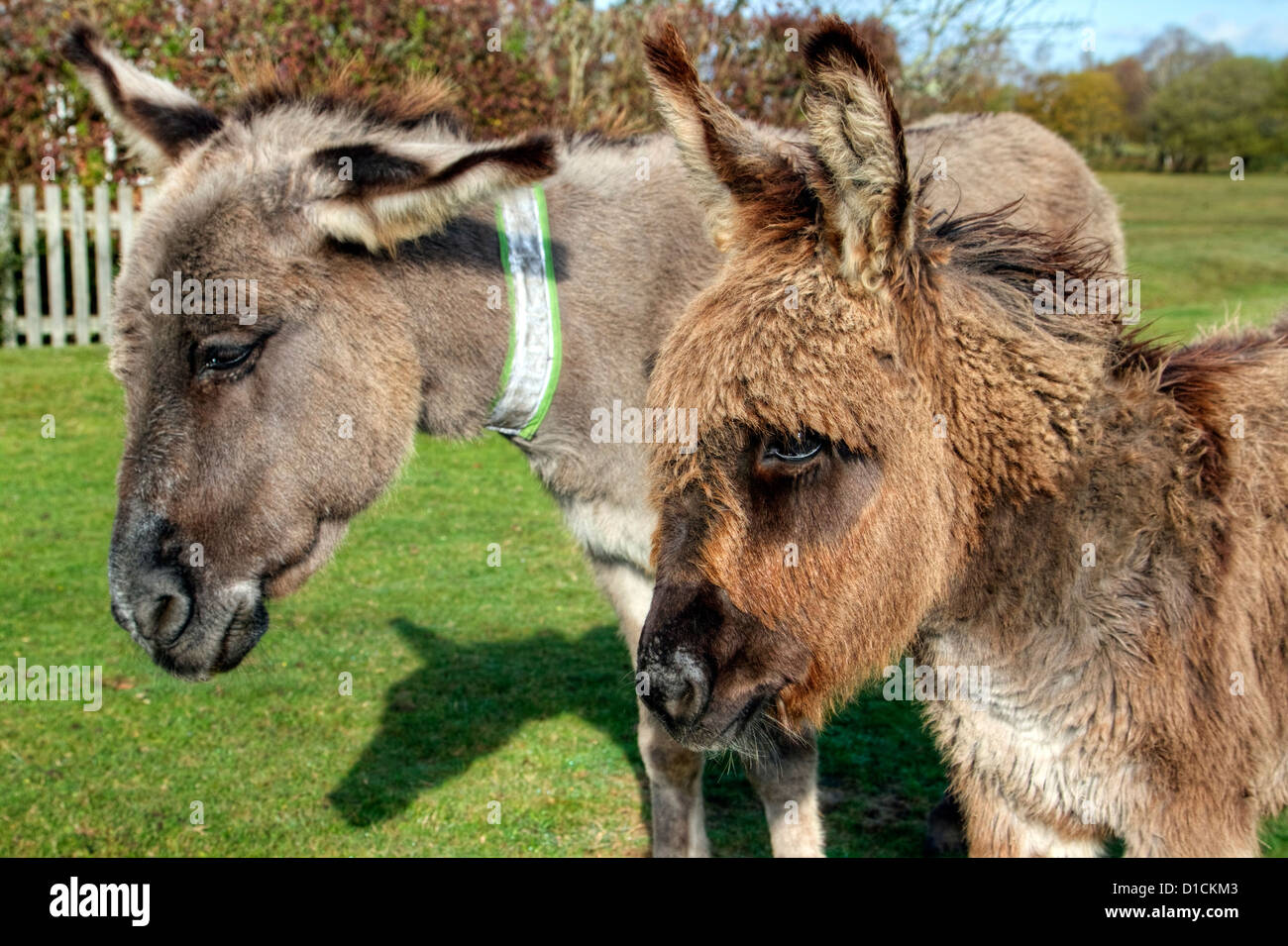 Donkeys in the New Forest, Southampton, Hampshire, UK Stock Photo - Alamy