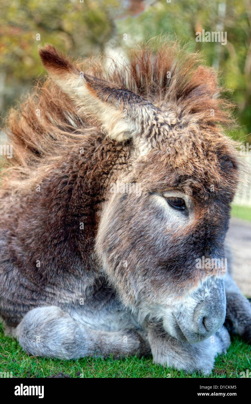 Cheeky donkey hi-res stock photography and images - Alamy