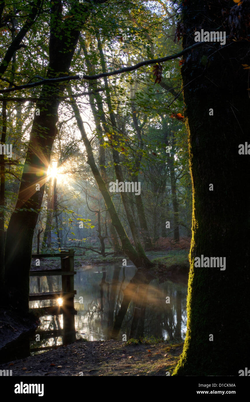 Early morning in the New Forest with sun beams bursting through the ...