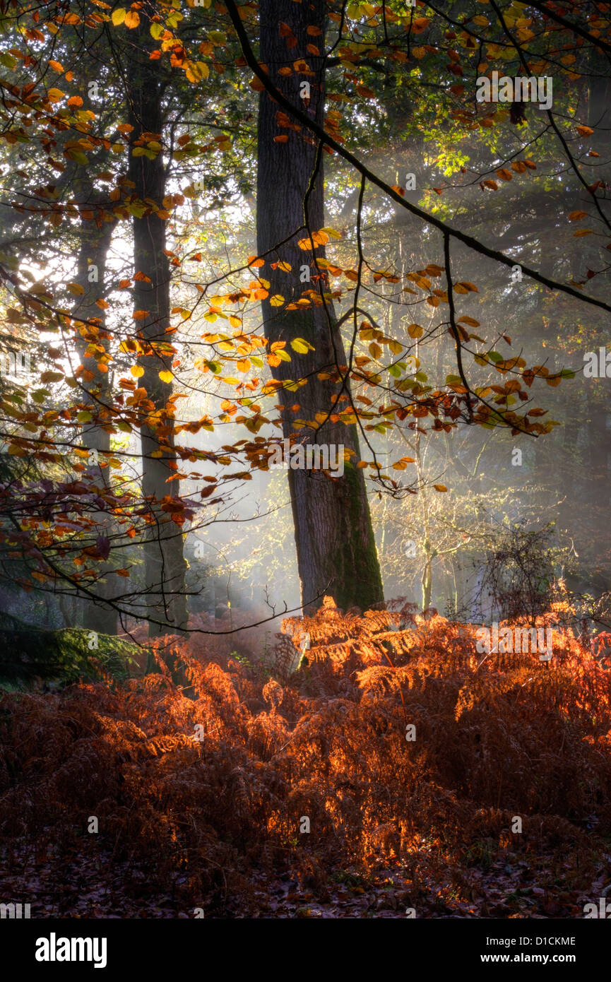 Early morning in the New Forest with sun beams bursting through the ...