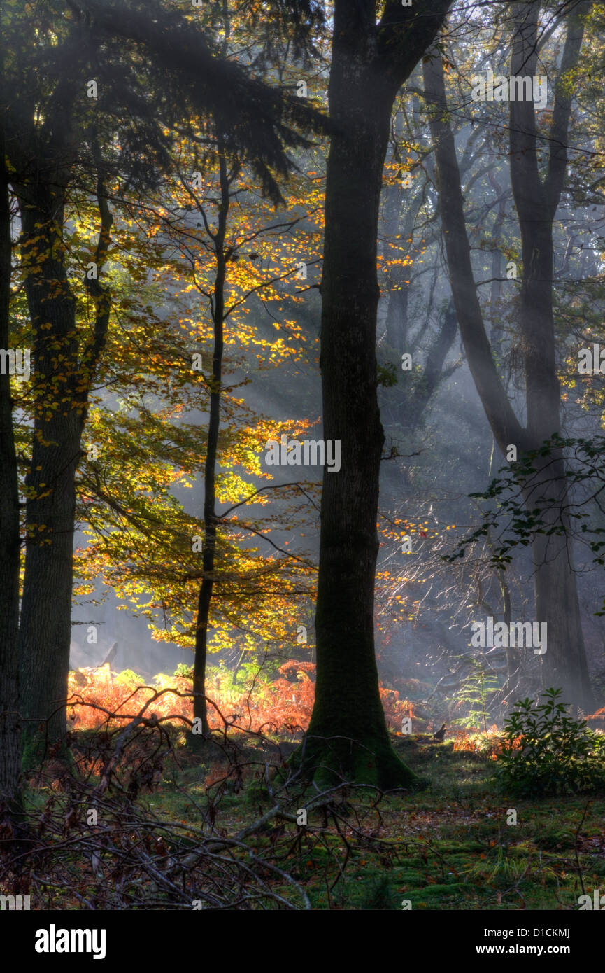 Early morning in the New Forest with sun beams bursting through the ...