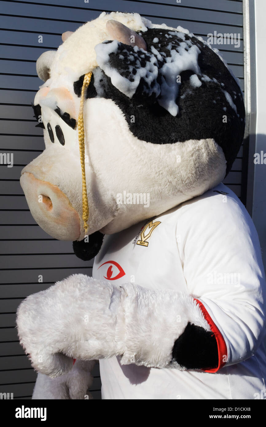 Dressed up cow hi-res stock photography and images - Alamy