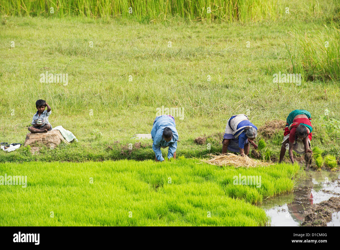 Indian women picking out new rice plant seedlings in preparation for ...