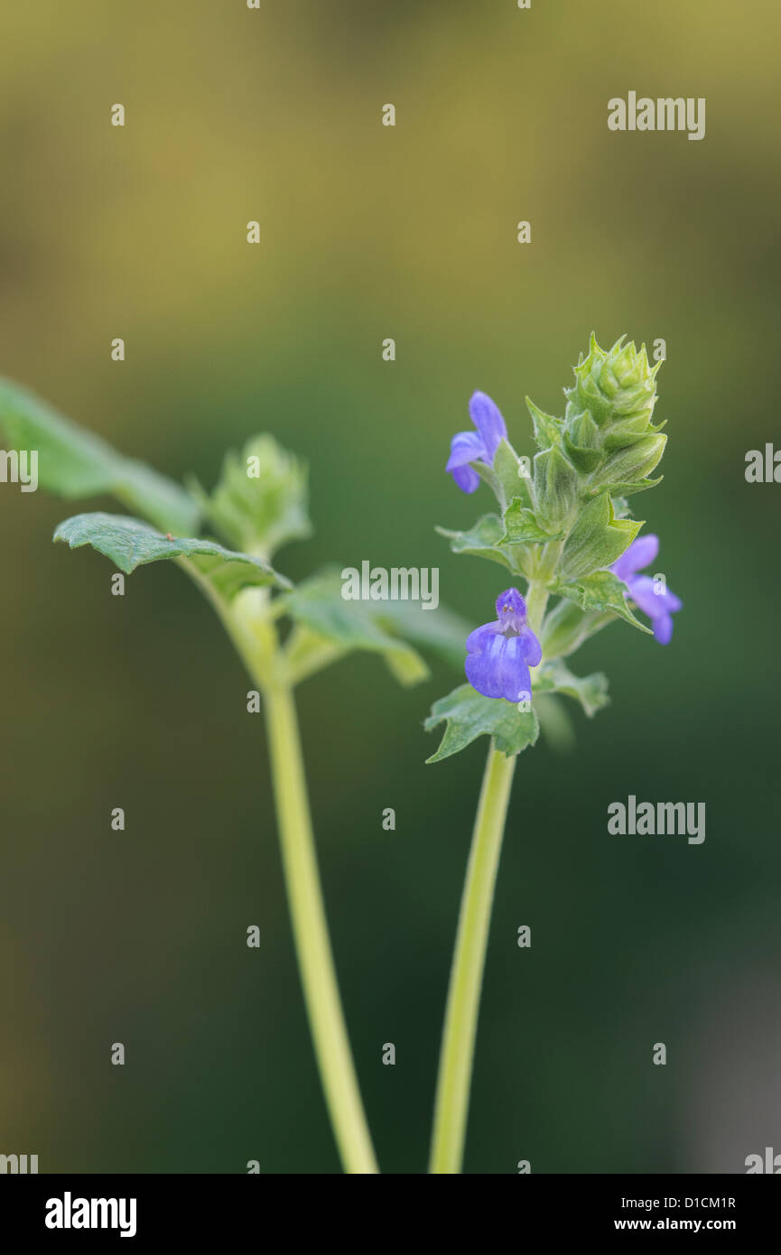 Purple chia flower hi-res stock photography and images - Alamy