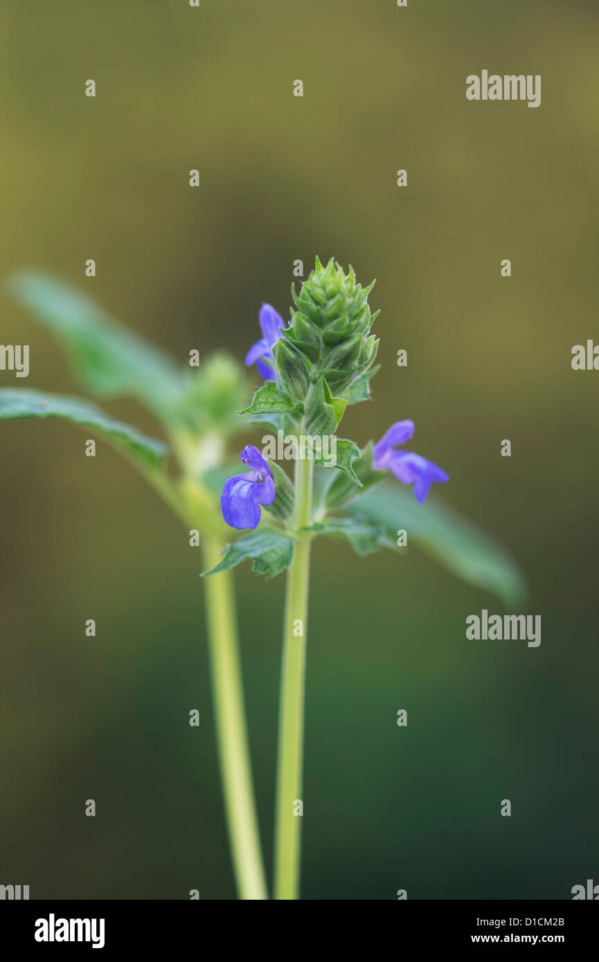 Salvia Hispanica . Chia flower Stock Photo - Alamy
