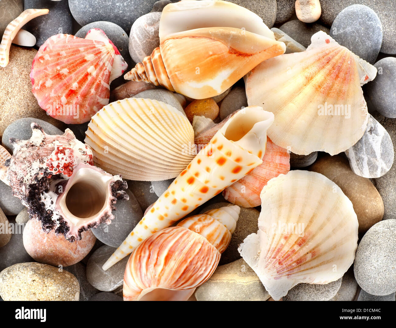 Stone shells hi-res stock photography and images - Alamy