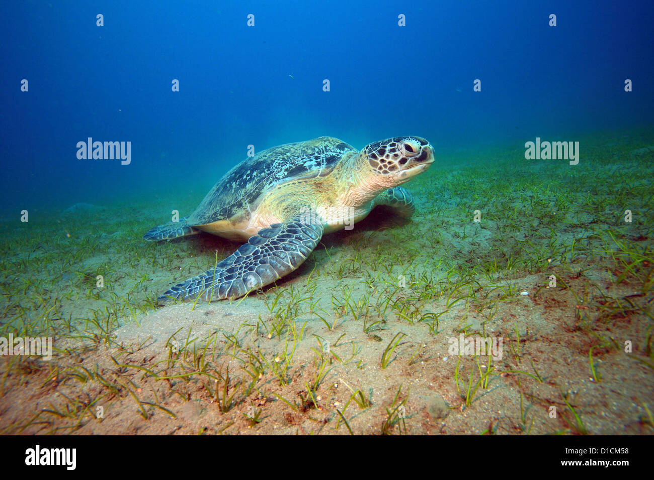 Marine Life in the Red Sea Stock Photo - Alamy