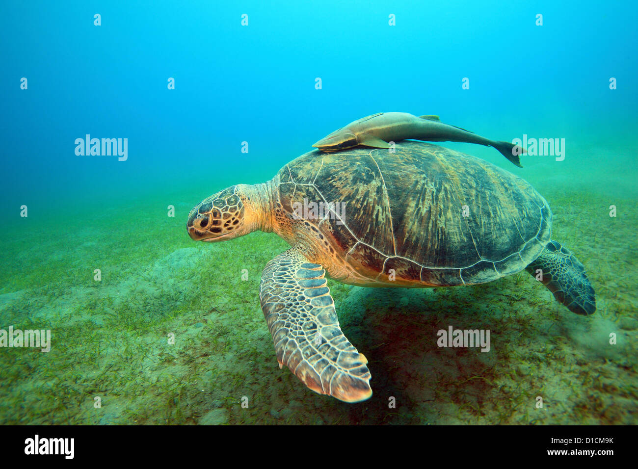 Marine Life in the Red Sea Stock Photo - Alamy