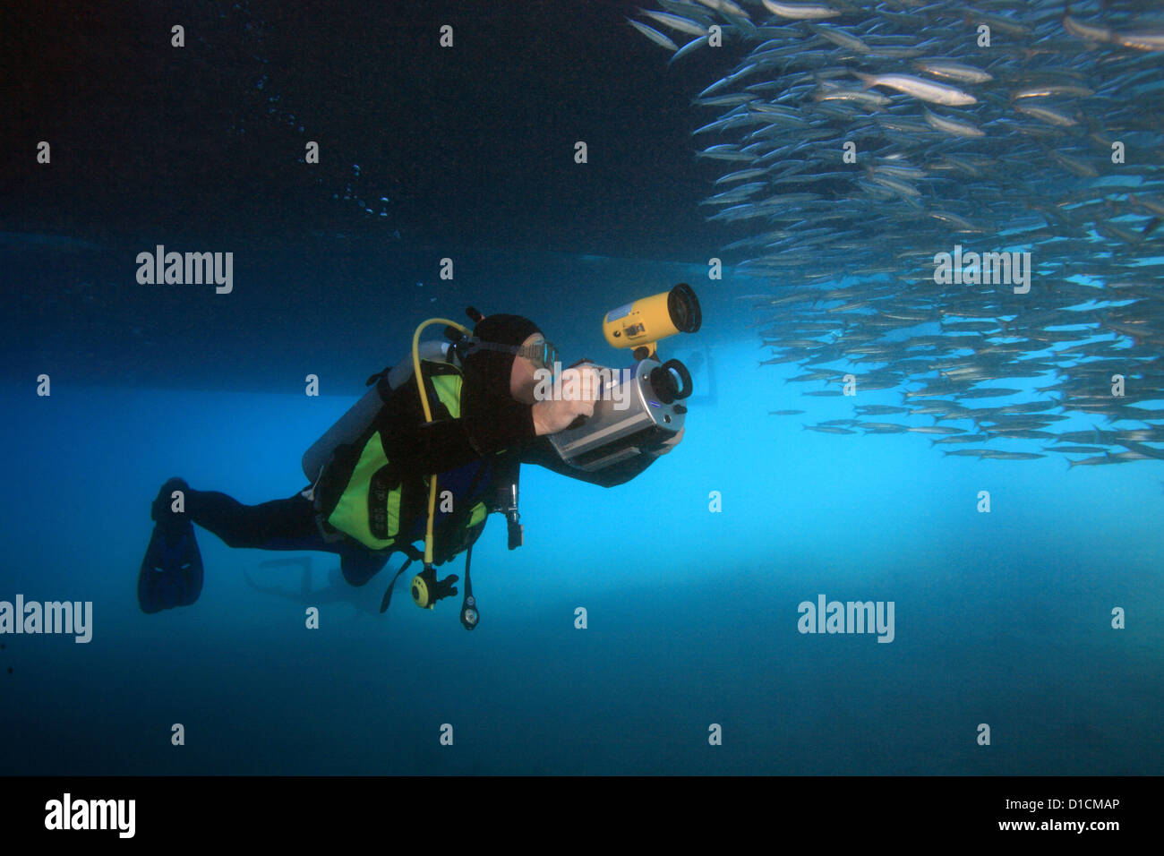 Marine Life in the Red Sea Stock Photo - Alamy