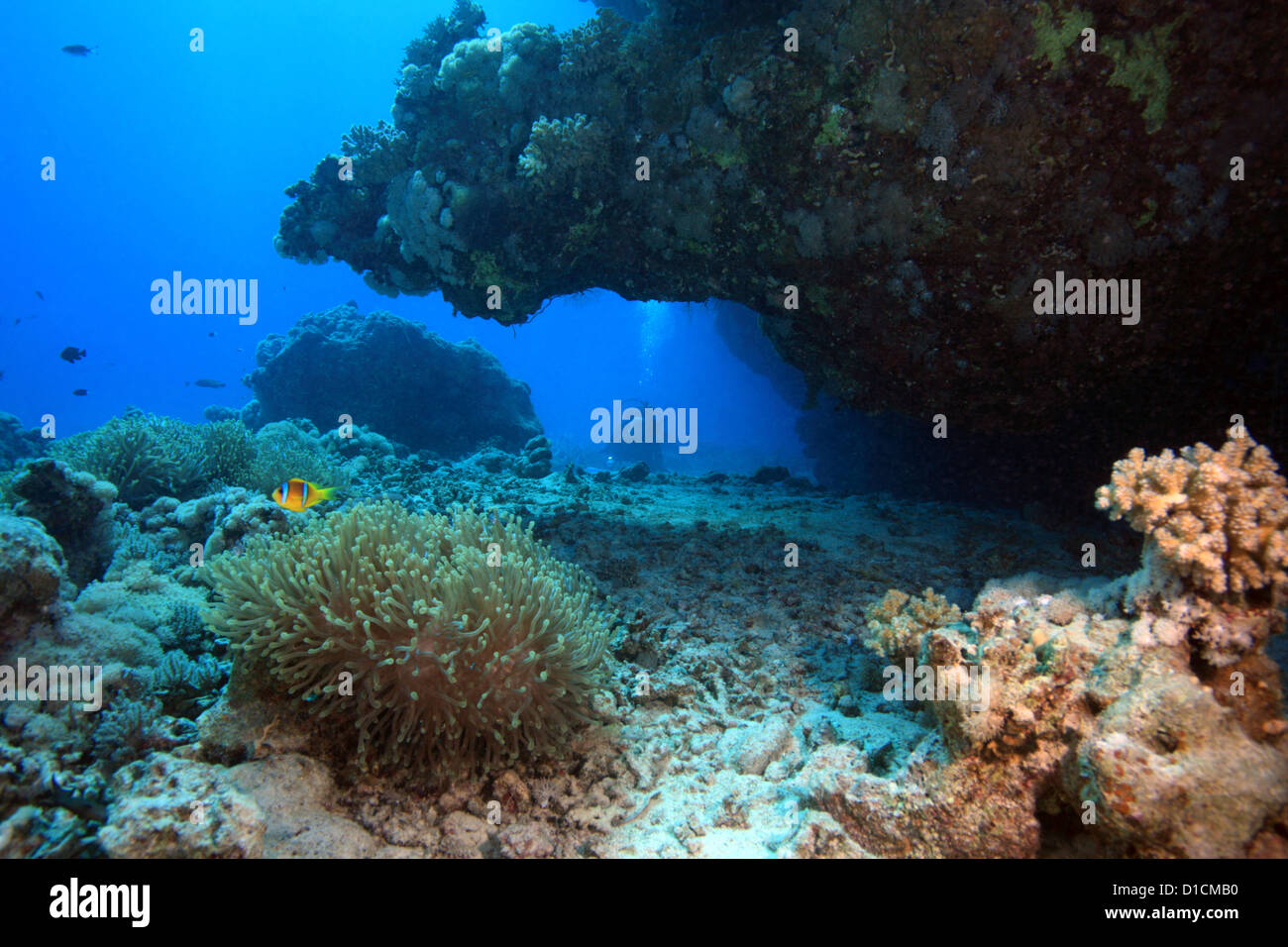 Marine Life in the Red Sea Stock Photo - Alamy