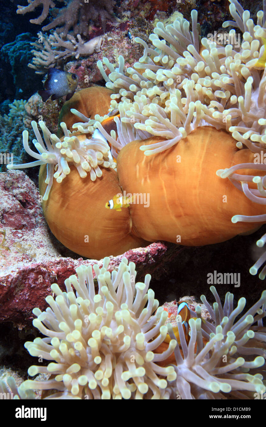 Marine Life in the Red Sea Stock Photo - Alamy