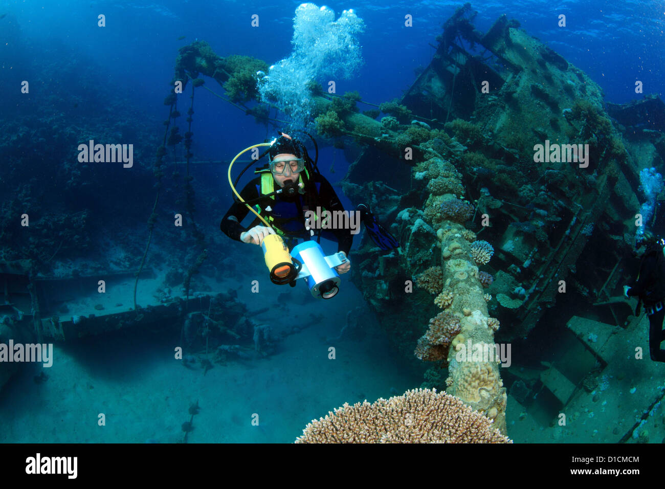 Marine Life in the Red Sea Stock Photo - Alamy
