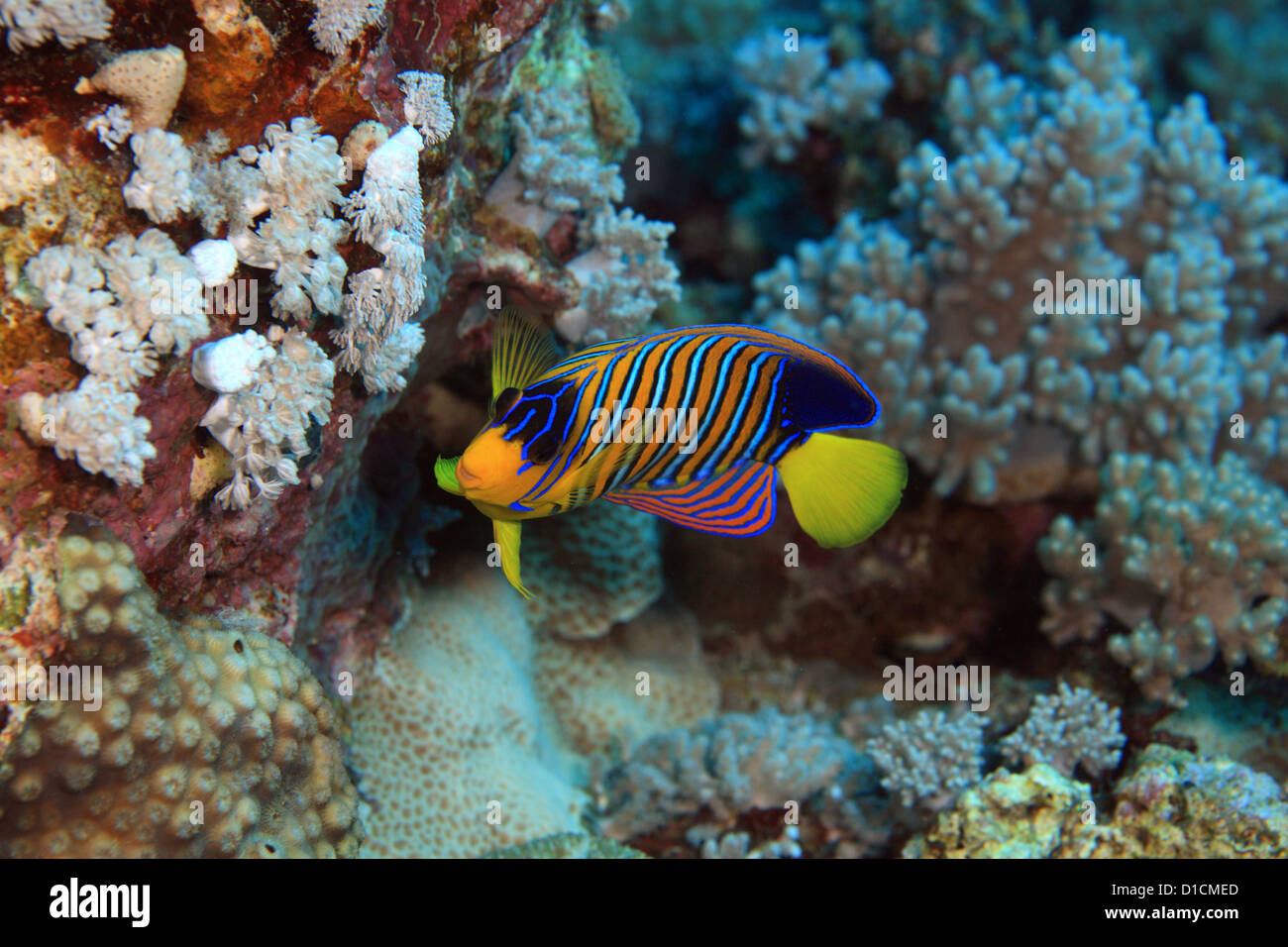 Marine Life in the Red Sea Stock Photo - Alamy