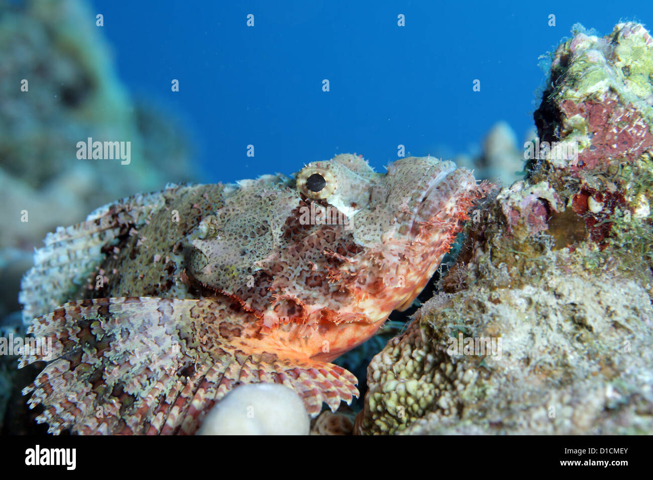 Marine Life in the Red Sea Stock Photo - Alamy