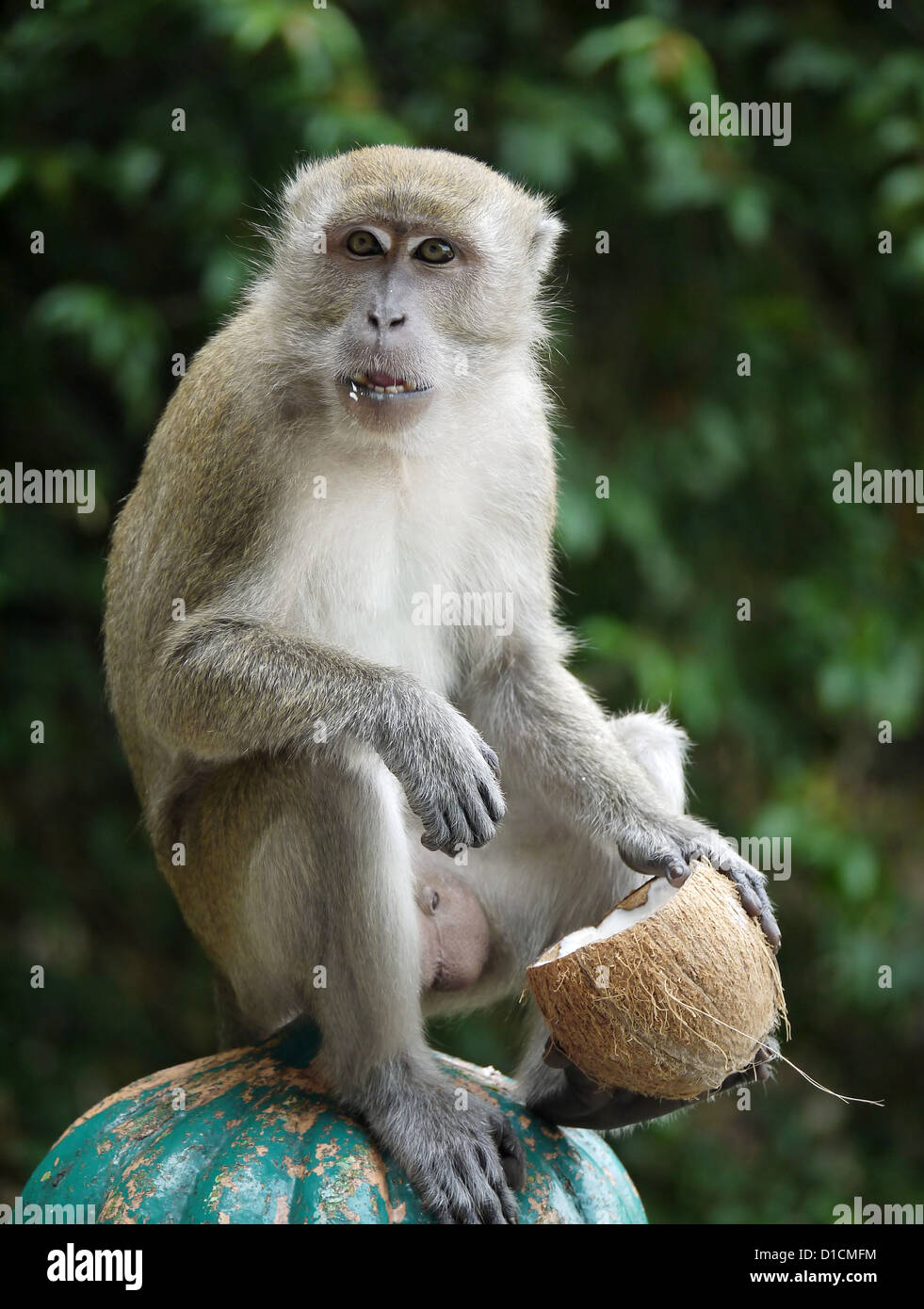 A Portrait of a Monkey and a Coconut Stock Photo - Alamy