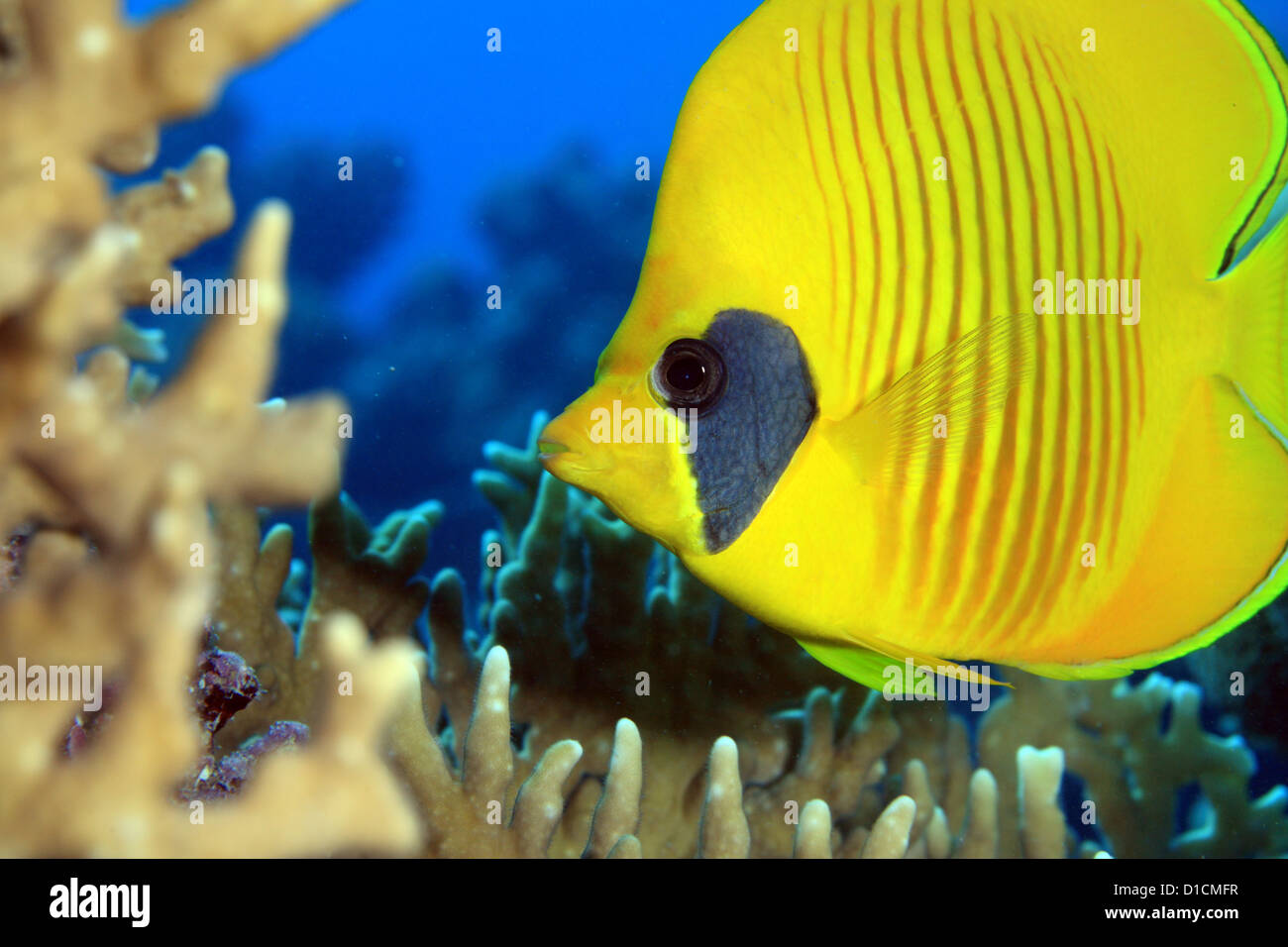 Marine Life in the Red Sea Stock Photo - Alamy