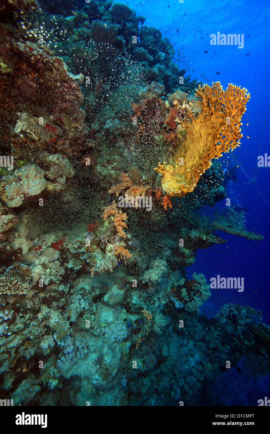 Marine Life in the Red Sea Stock Photo - Alamy