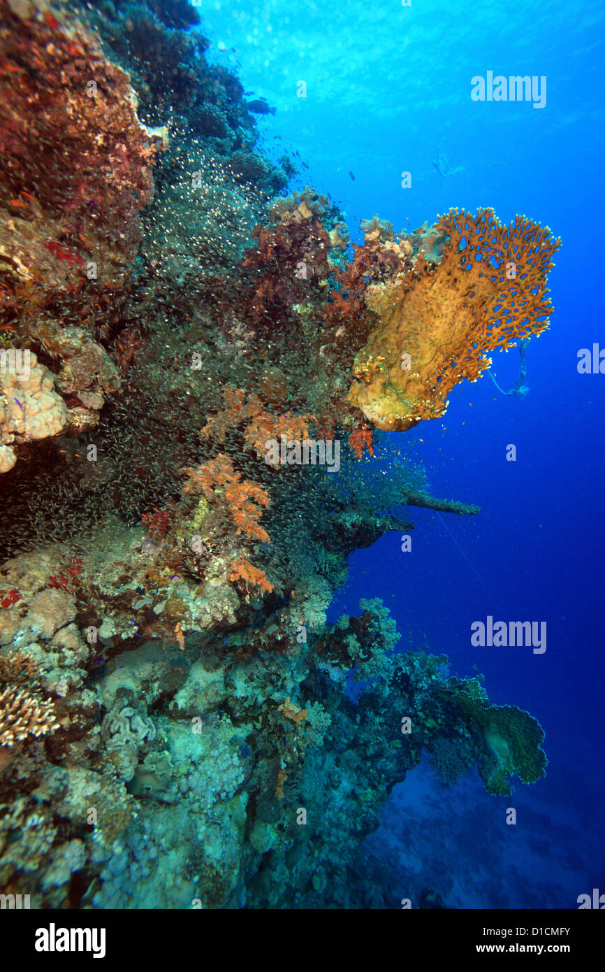 Marine Life in the Red Sea Stock Photo - Alamy