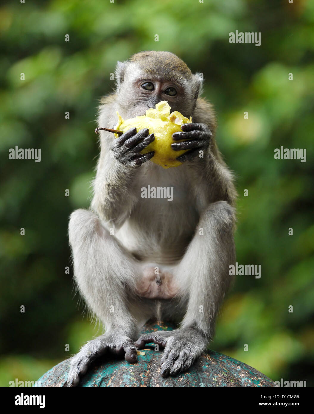 A Portrait of a Monkey and a Pear Stock Photo - Alamy