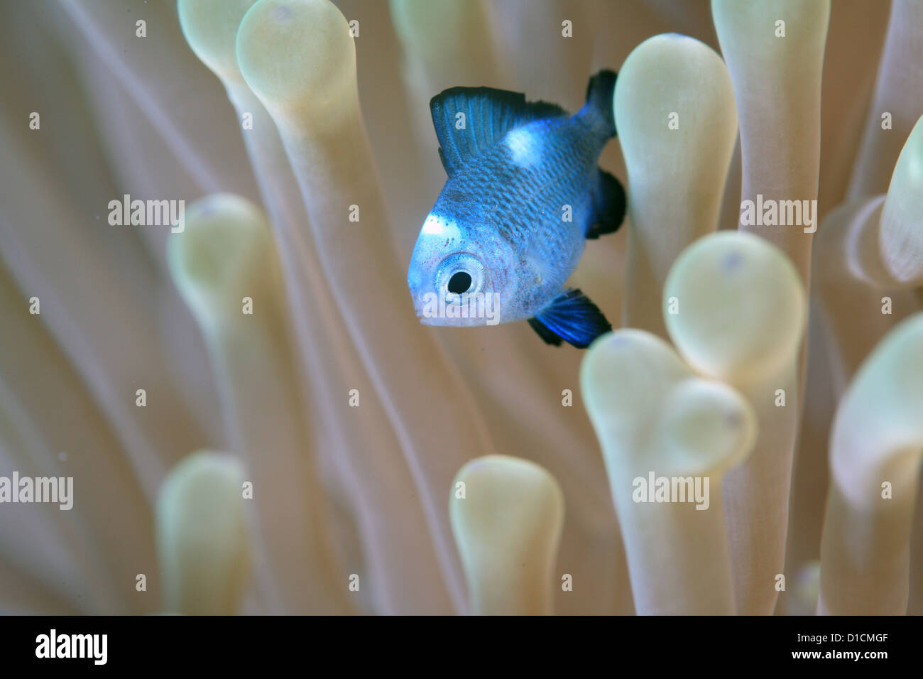 Marine Life in the Red Sea Stock Photo - Alamy