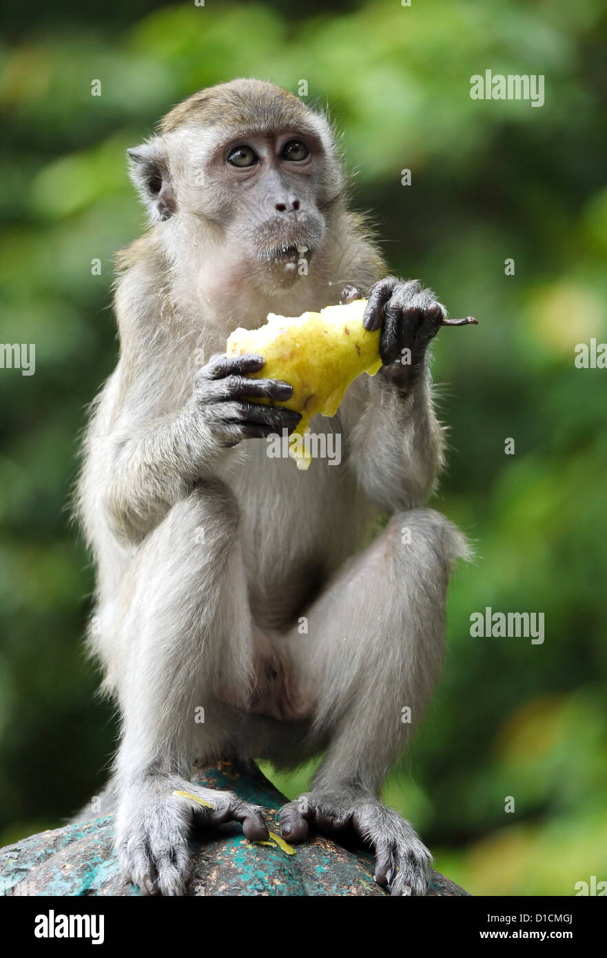 Portrait monkey pear hi-res stock photography and images - Alamy