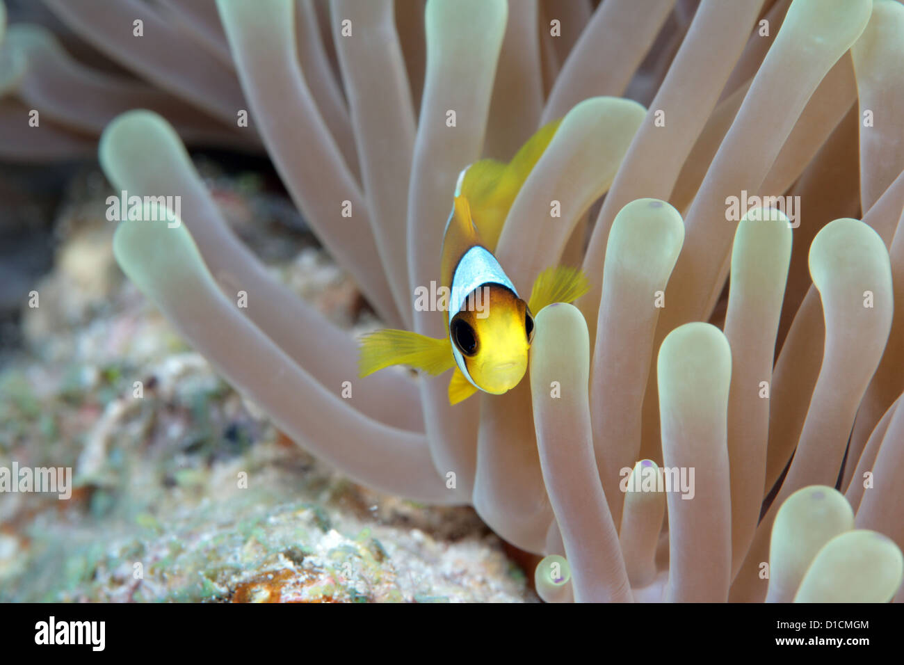 Marine Life in the Red Sea Stock Photo - Alamy