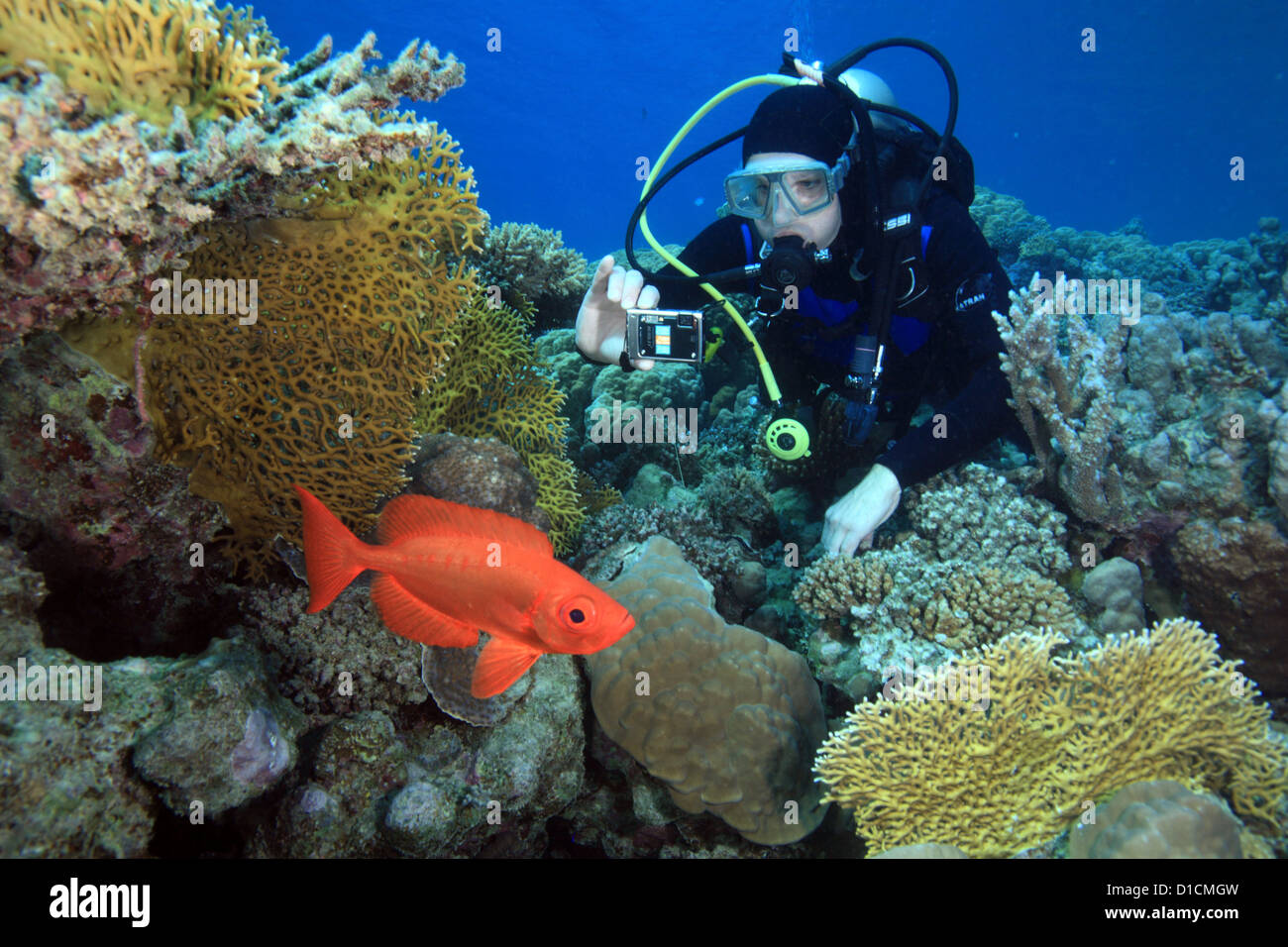 Marine Life in the Red Sea Stock Photo - Alamy