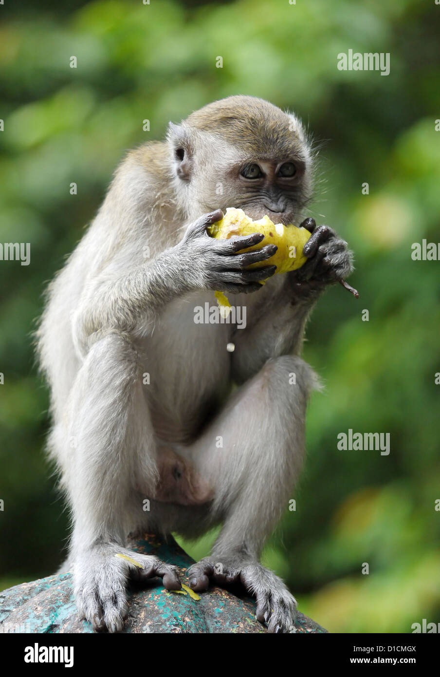 A Portrait of a Monkey and a Pear Stock Photo - Alamy
