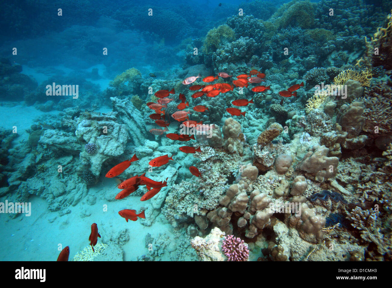 Marine Life in the Red Sea Stock Photo - Alamy