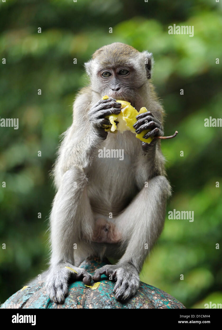 A Portrait of a Monkey and a Pear Stock Photo - Alamy