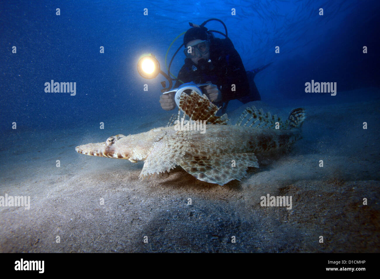Marine Life in the Red Sea Stock Photo - Alamy