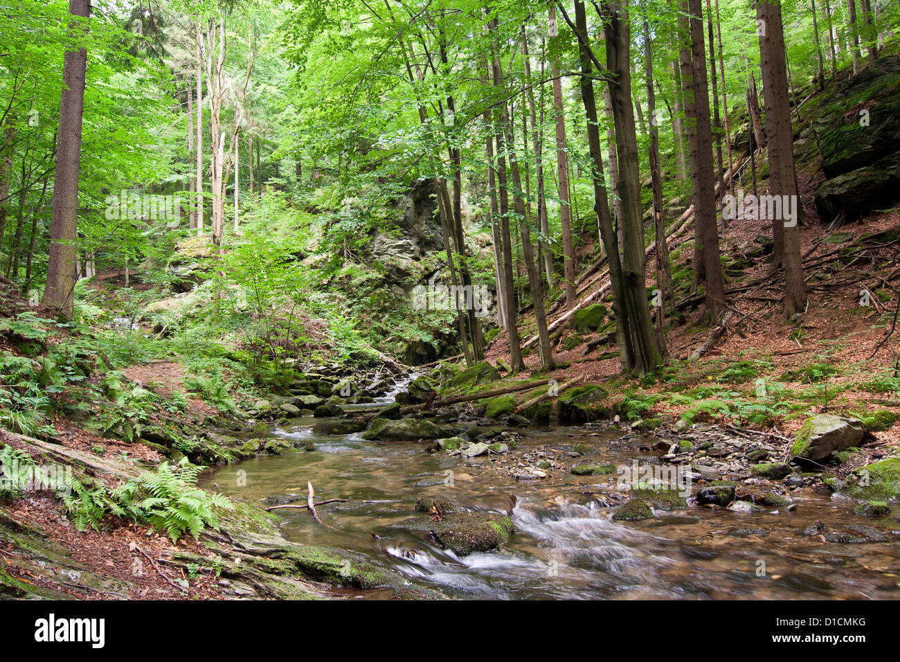 Mixed evergreen forest hi-res stock photography and images - Alamy