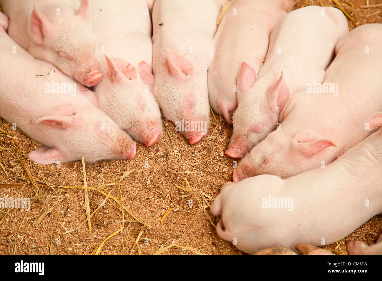 Young pigs in the barn Stock Photo - Alamy