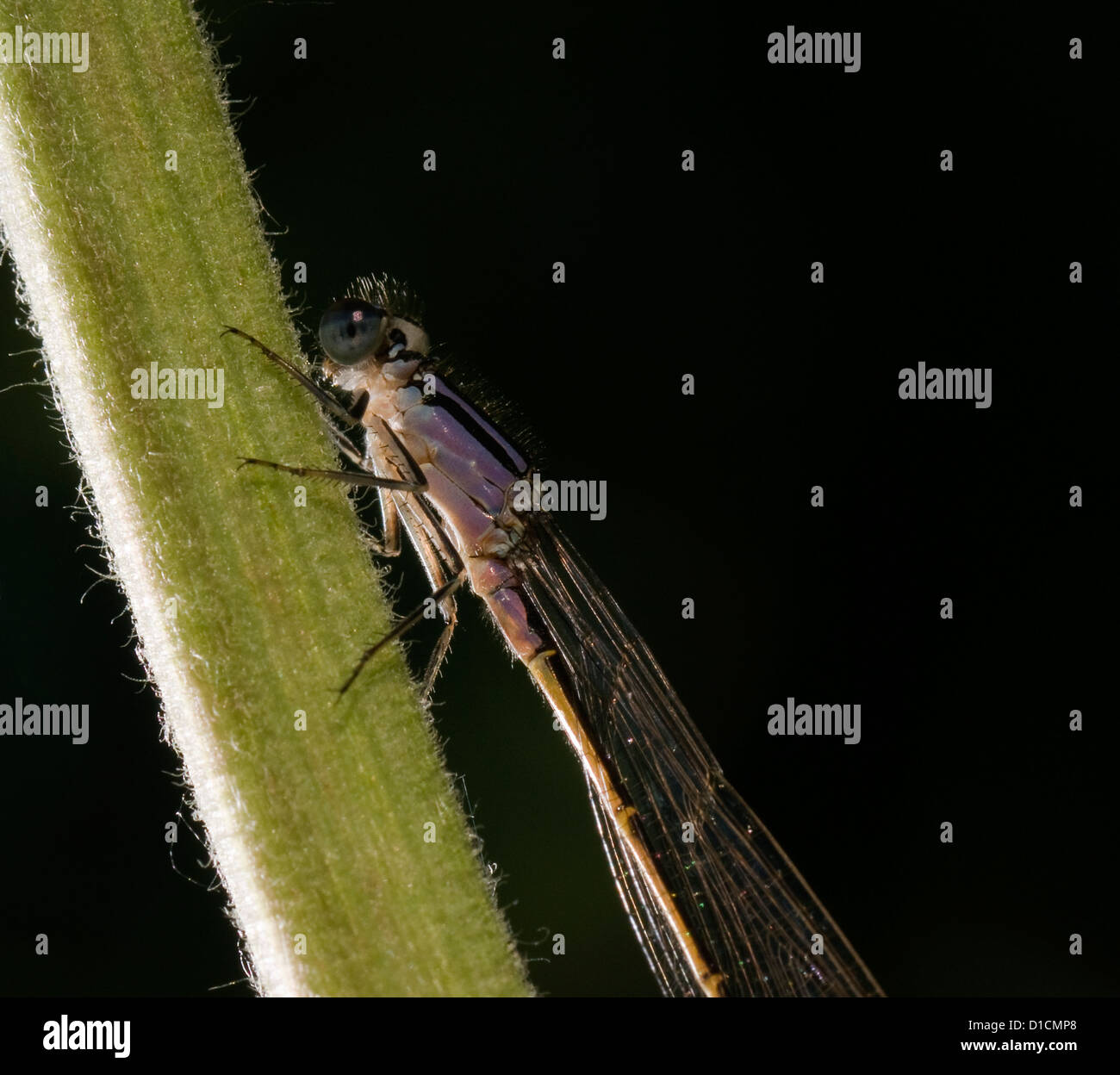 Purple Damselfly High Resolution Stock Photography and Images - Alamy