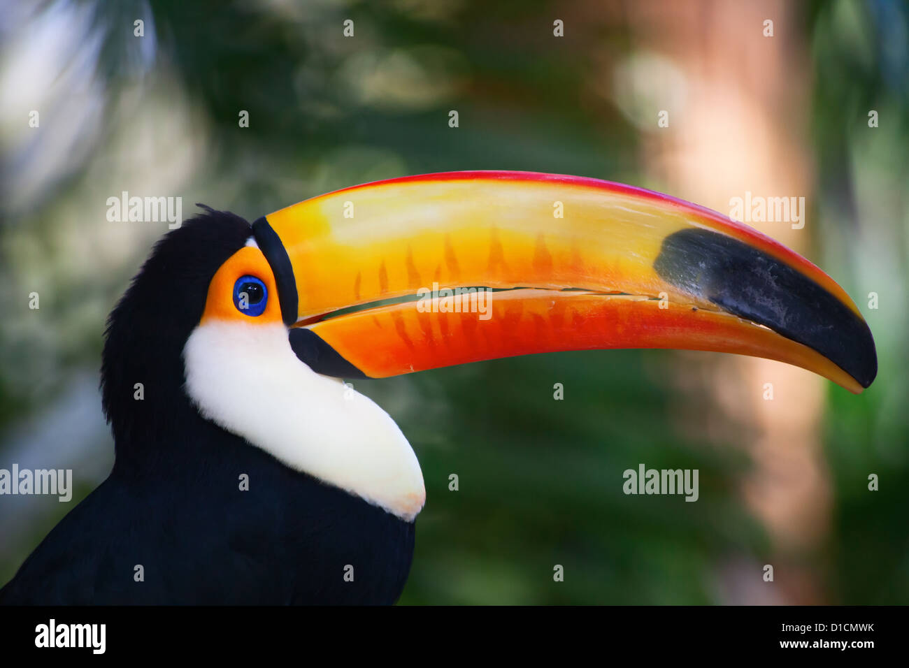 Close-up of the colorful giant toucan Stock Photo - Alamy
